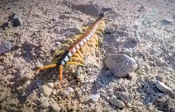 Australian centipede ceiling: How strong is it after eating 3,700 ...