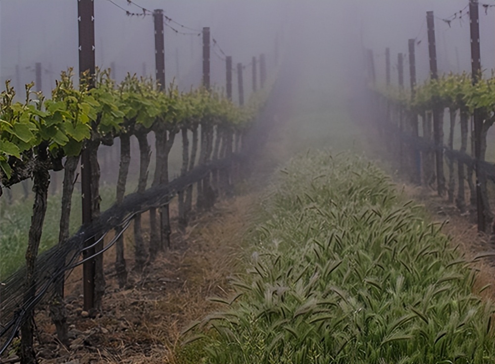 Demystifying the "microclimate" of AVA producing areas in the United ...