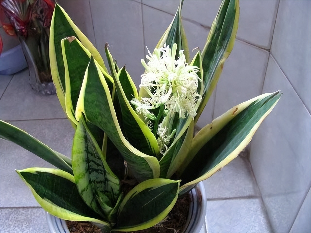 Can the "little tail" of Tiger Pilan be cut off? Many people have made ...