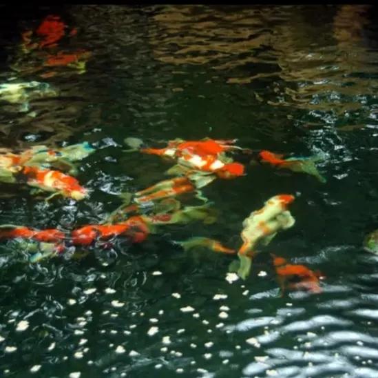 limericks: fish do not worry - iNEWS