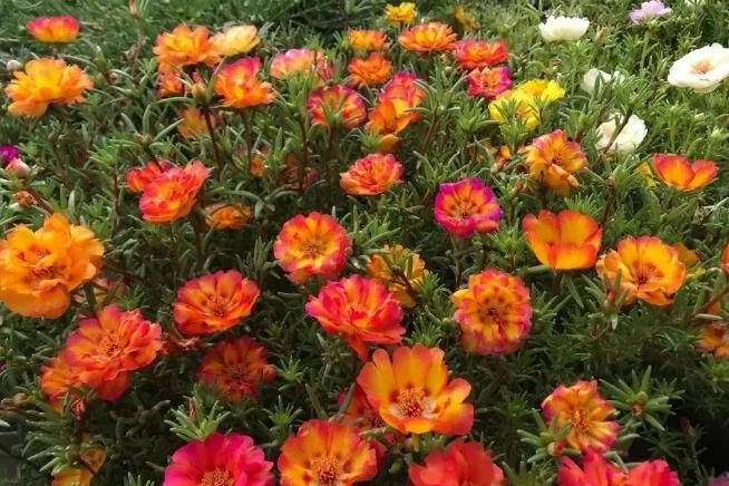 These 4 kinds of "lazy flower" prefer to bask in the sun, entering the ...