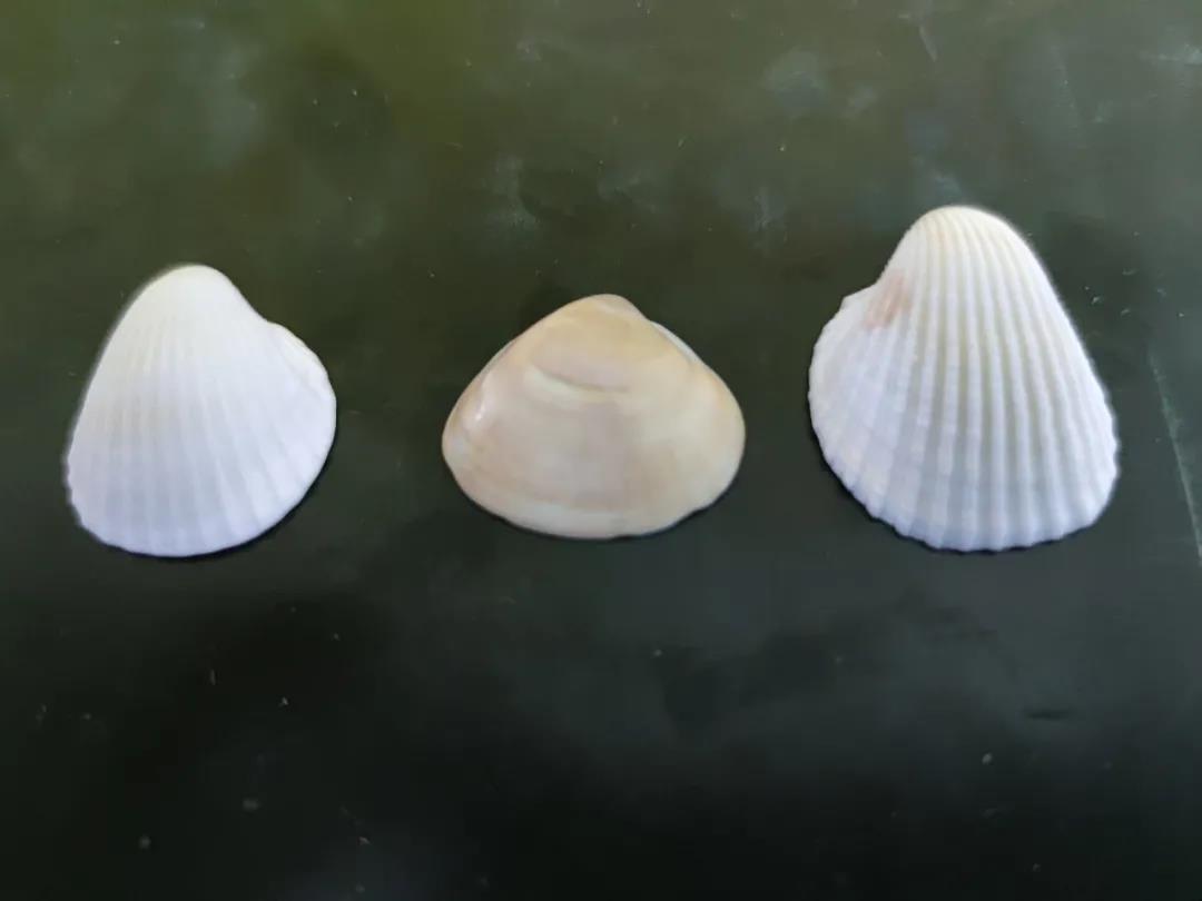 ZEM15 Desktop Scanning Electron Microscope Takes You to See the World ...