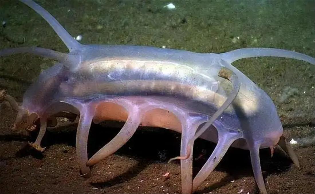 Mysterious fish appear in Antarctica. They breathe through their skin ...