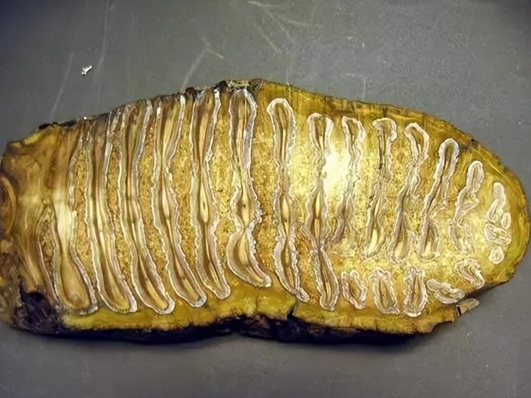 What is this weird textured tooth play?I suddenly saw a lot of people ...