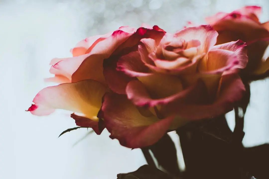 everything is false except you - iNEWS