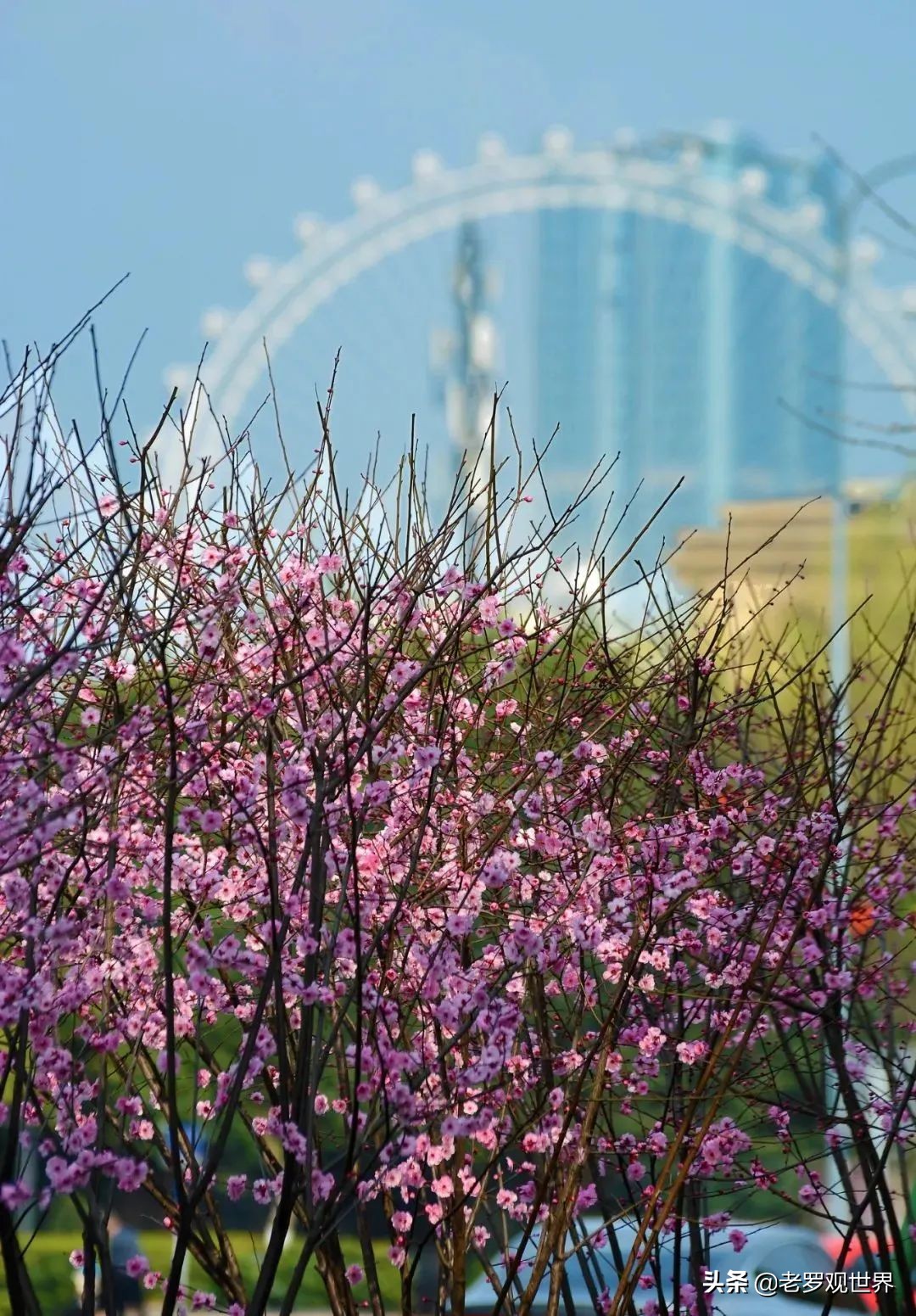 Blossoming!Yongchuan flower viewing guide is here - iNEWS