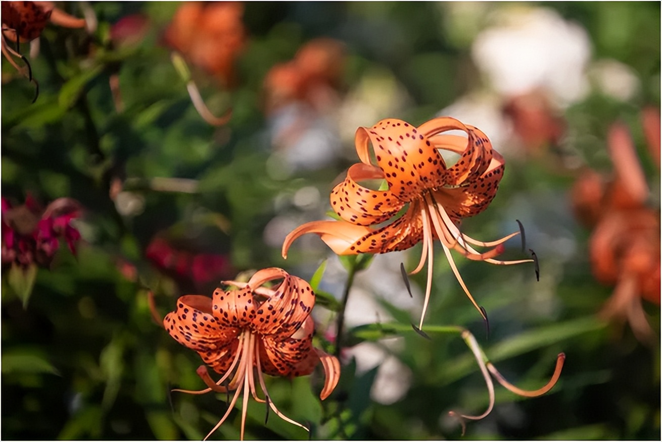 5 reasons why biodiversity matters - iNEWS