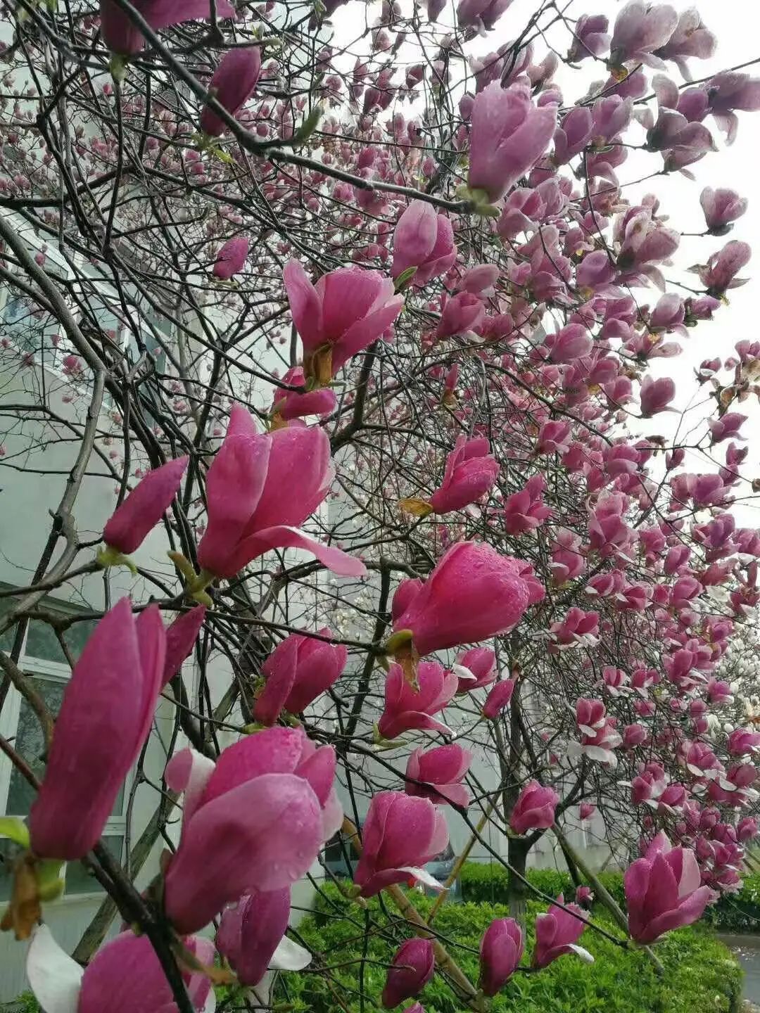 Wang Maofu: Twenty Quatrains of Chanting Flowers - iNEWS