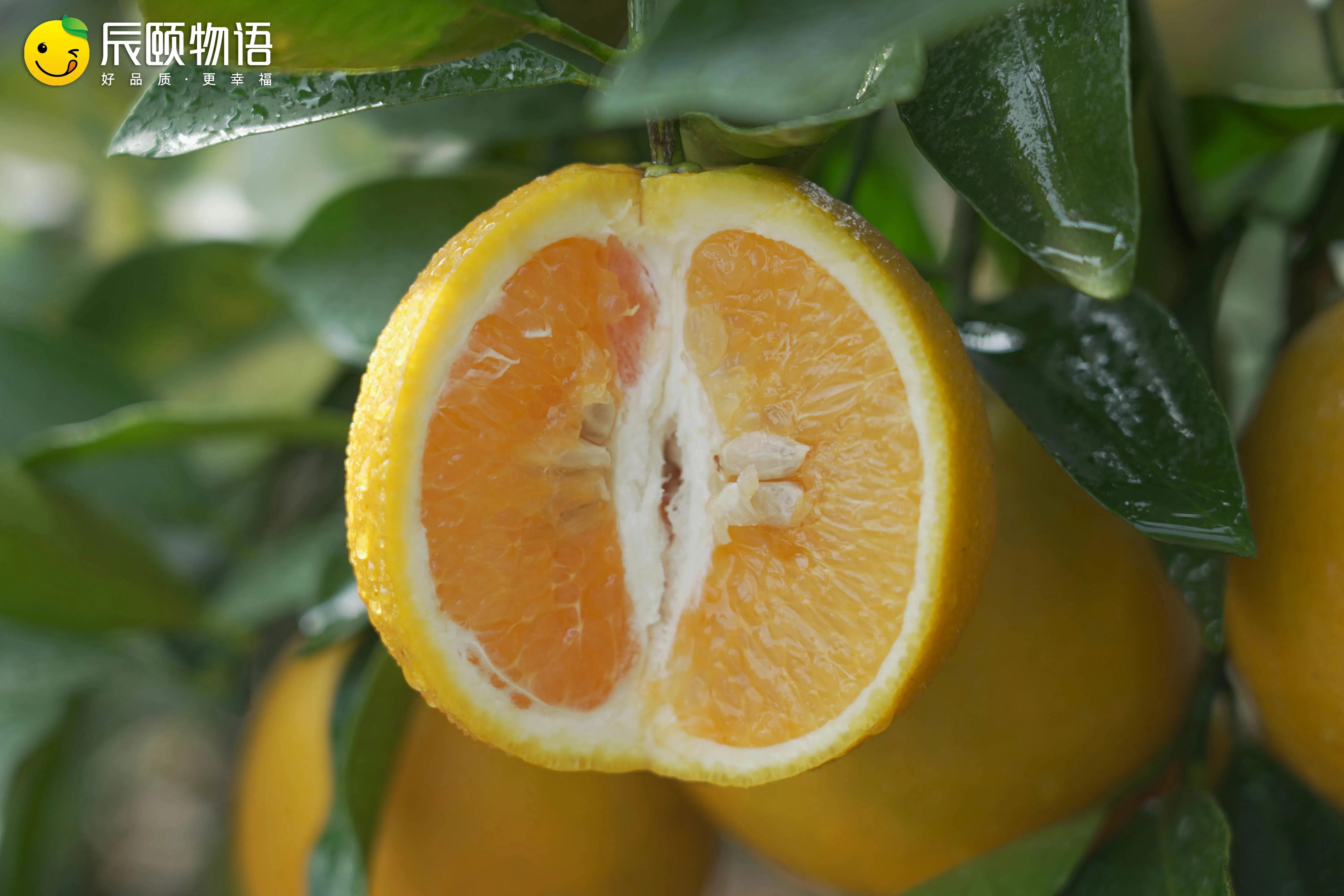 Hongjiang Orange-the world famous orange that was put on a state ...