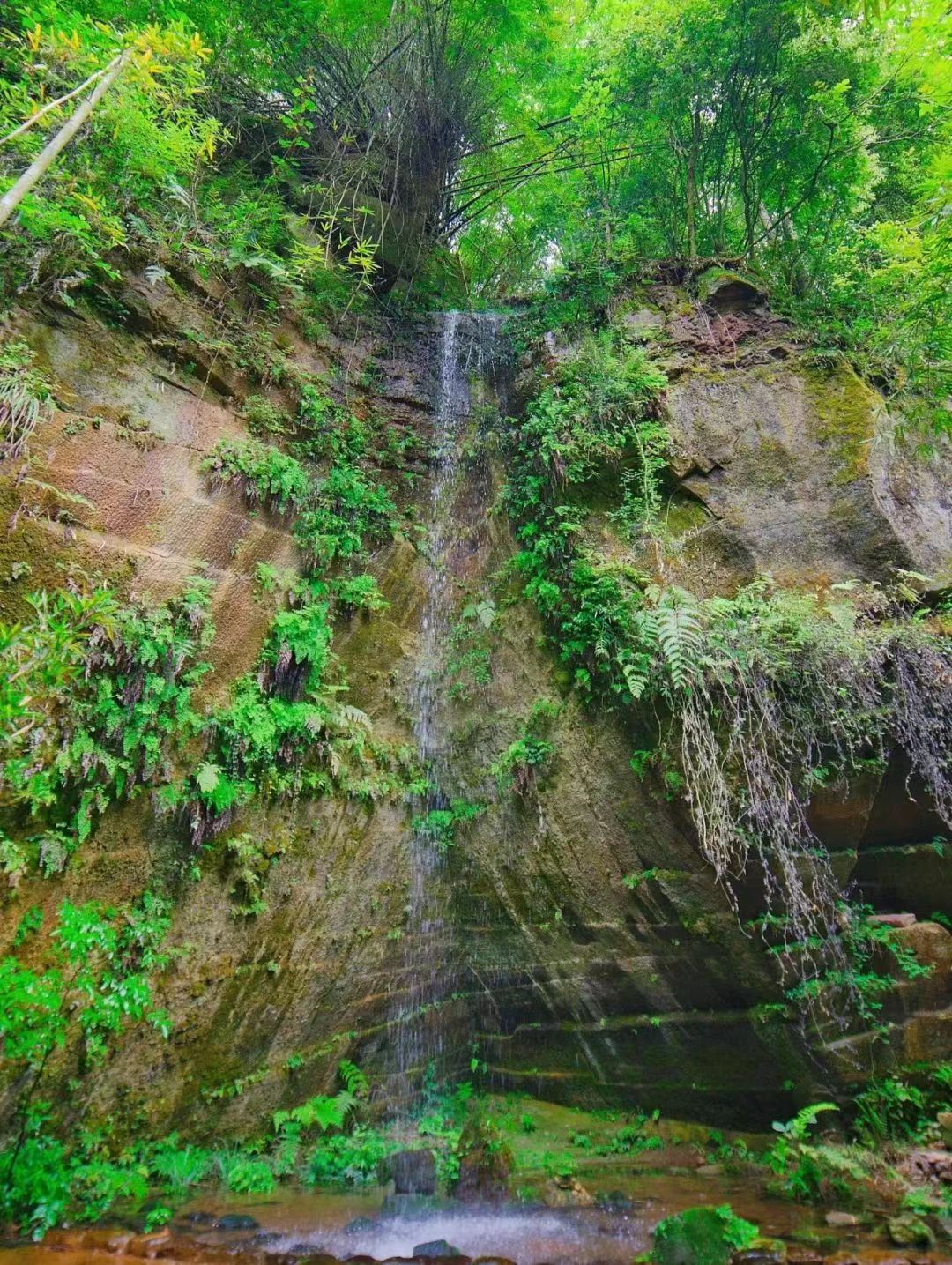 "Western Sichuan Bamboo Sea" has a bamboo sea, looking for a place of ...