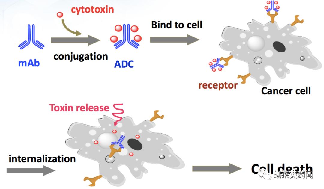 2022 ESMO Announces Partially Detailed Data of PADCEV Combined with ...
