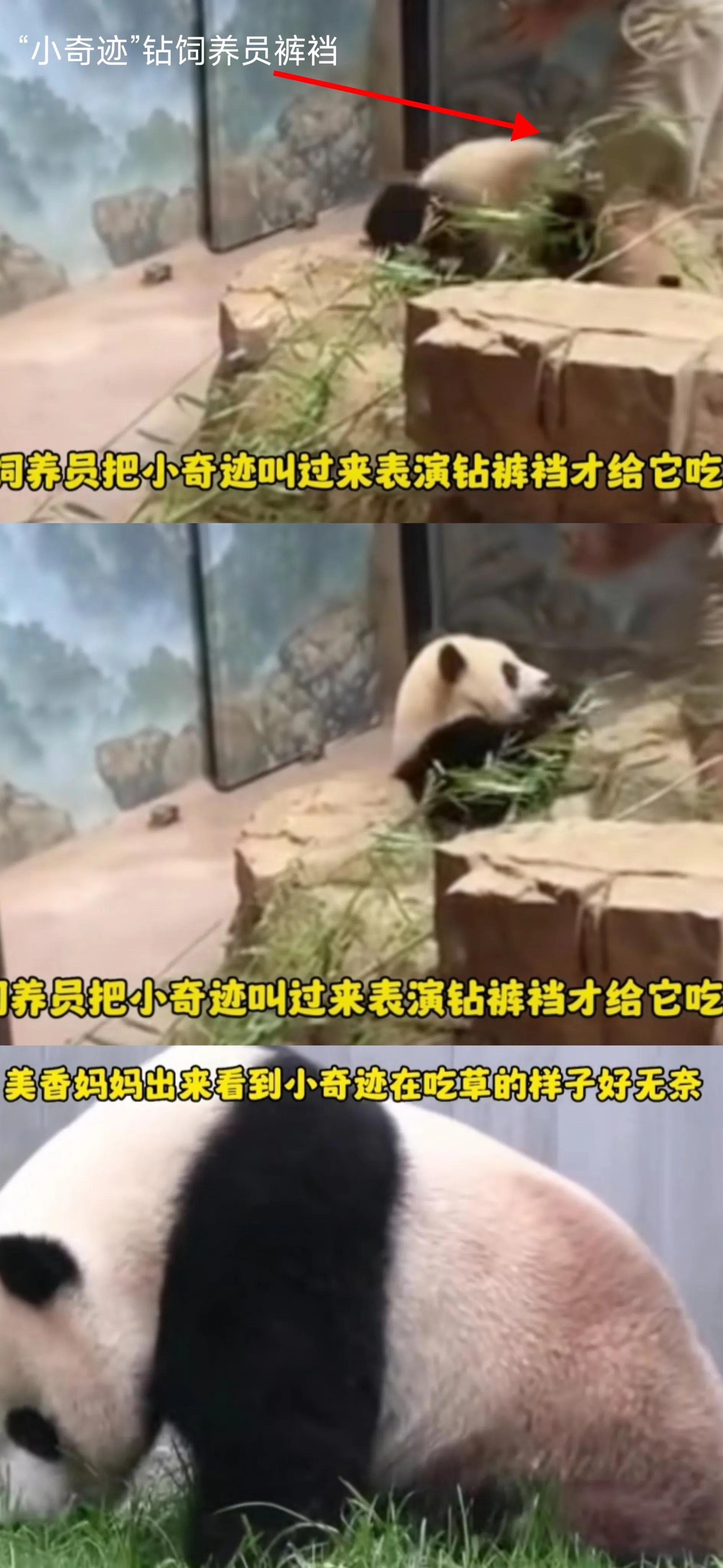 It's April, and the return date of the giant panda "Yaya" in the United ...