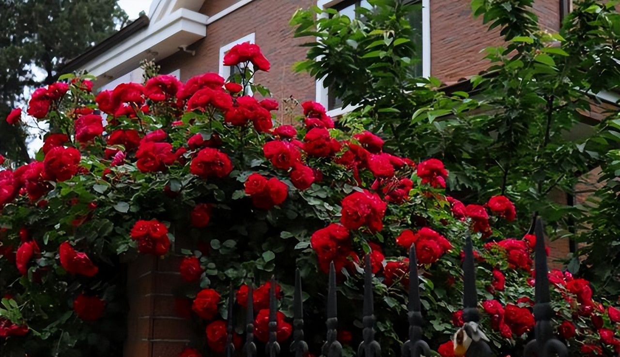 Sweet mahogany has bright flowers, easy to feed and strong climbing ...