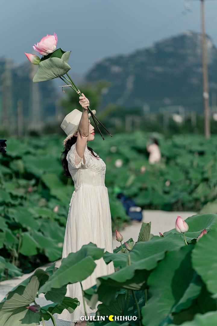Drive through the lotus pond! The beauty of lotus flowers in Guilin is ...