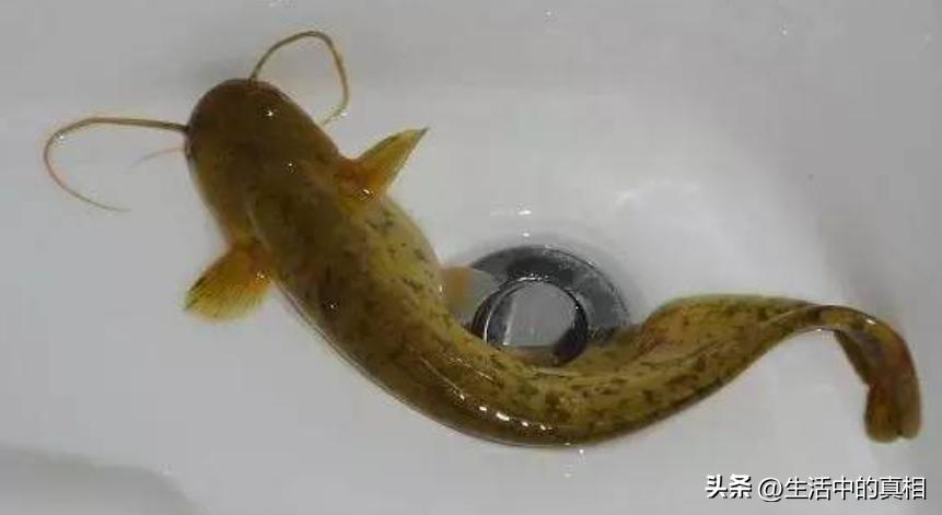 Catfish are "garbage fish" and can't be eaten?Maybe you just missed a ...