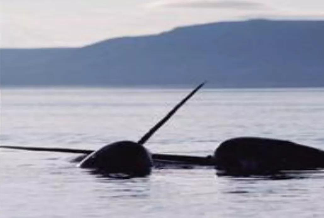 The most arrogant animal in the world, a tooth for a castle - iNEWS