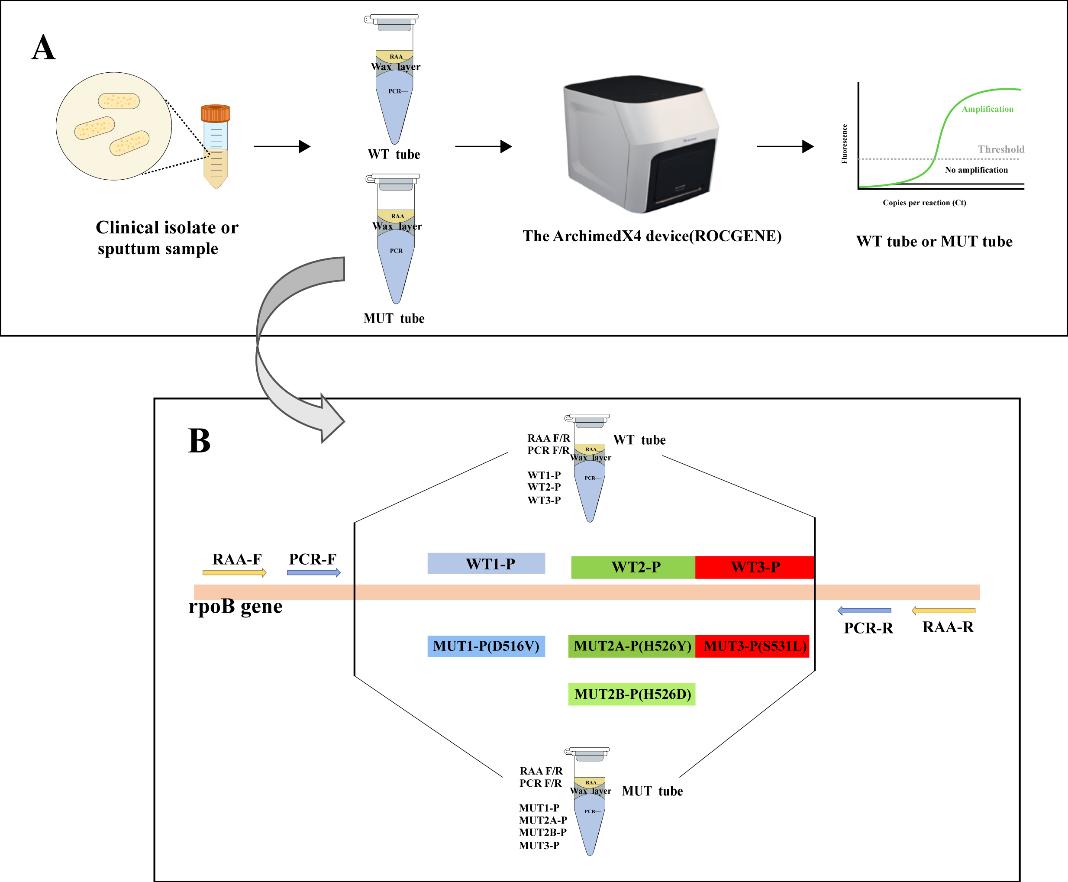 Rapid detection of rifampicin resistance loci in tuberculosis by ...