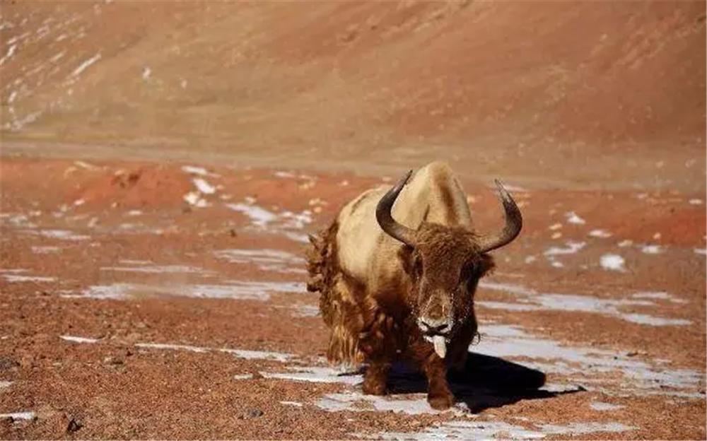 When a golden-haired wild yak meets a pack of wolves, it surrounds its ...