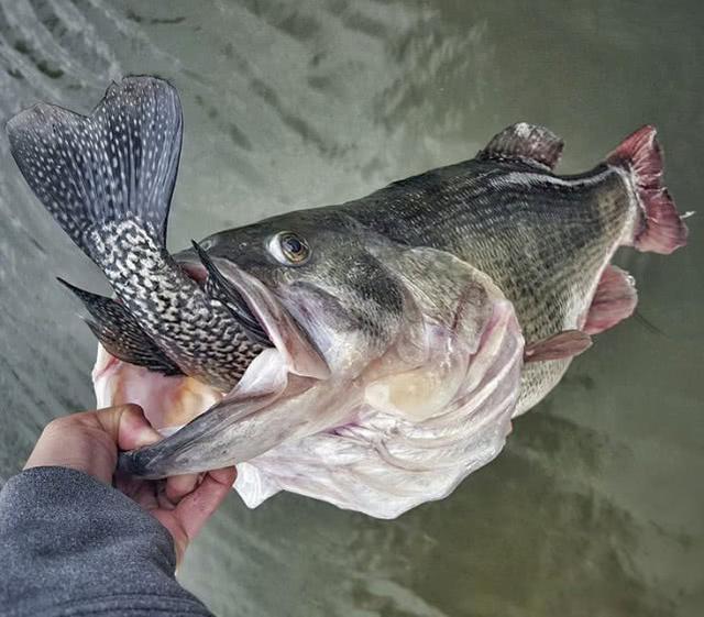 Invasive species that the United States spent 800 million US dollars ...