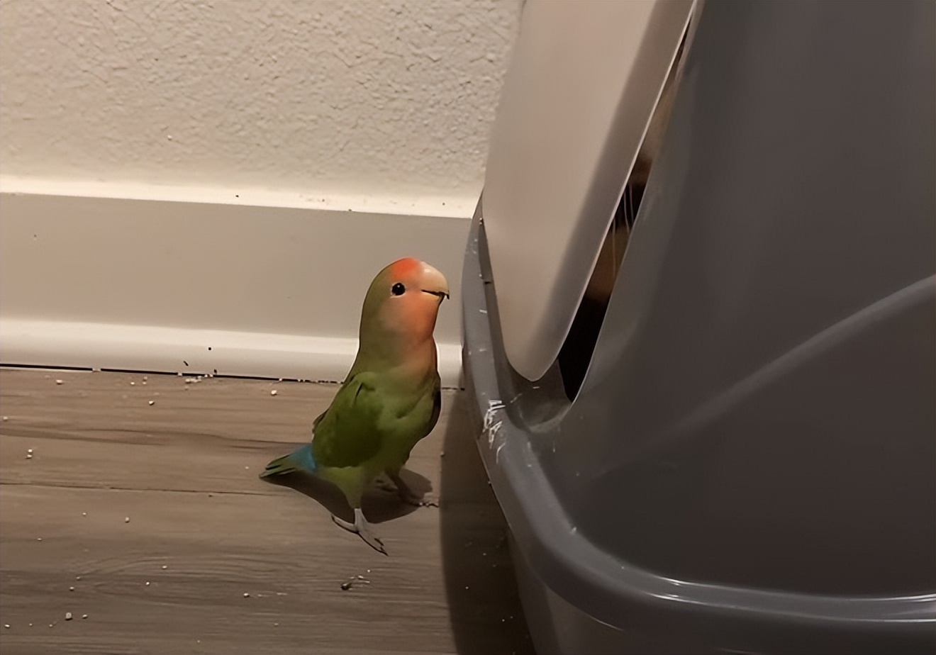 The woman keeps a parrot, and she is inseparable from the cat every day ...