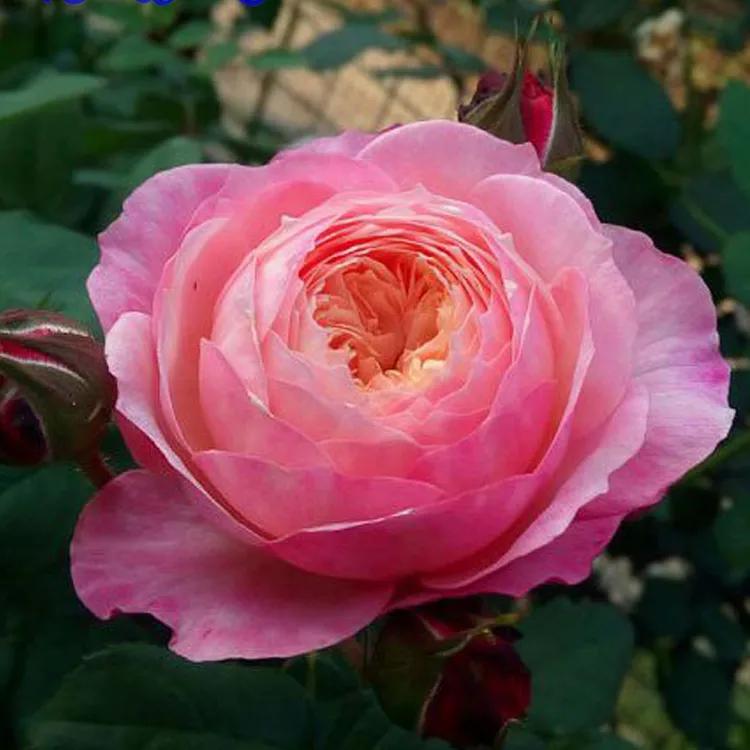 Advantages and disadvantages of Austin rose - iMedia