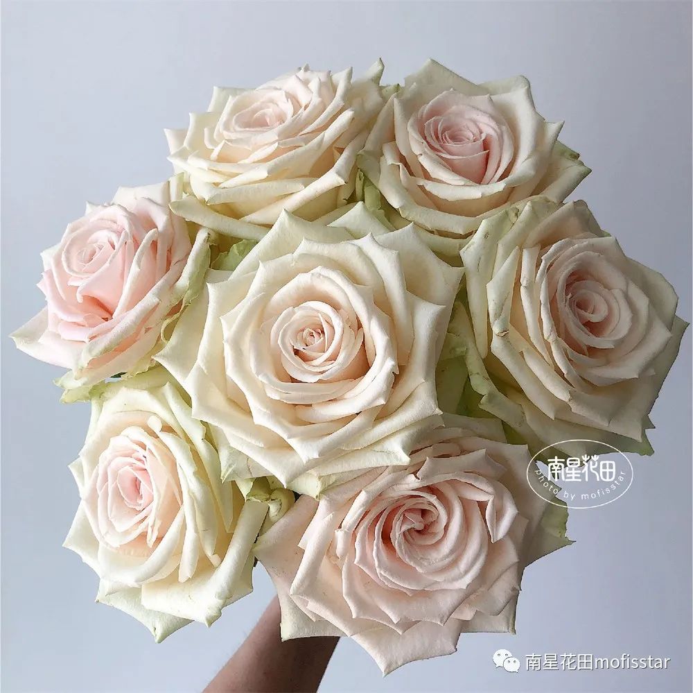 Ms. Susannah Rose · Elegant and graceful - iNEWS