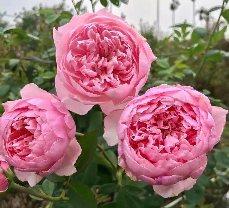 Gorgeous Annick Castle Rose - iNEWS