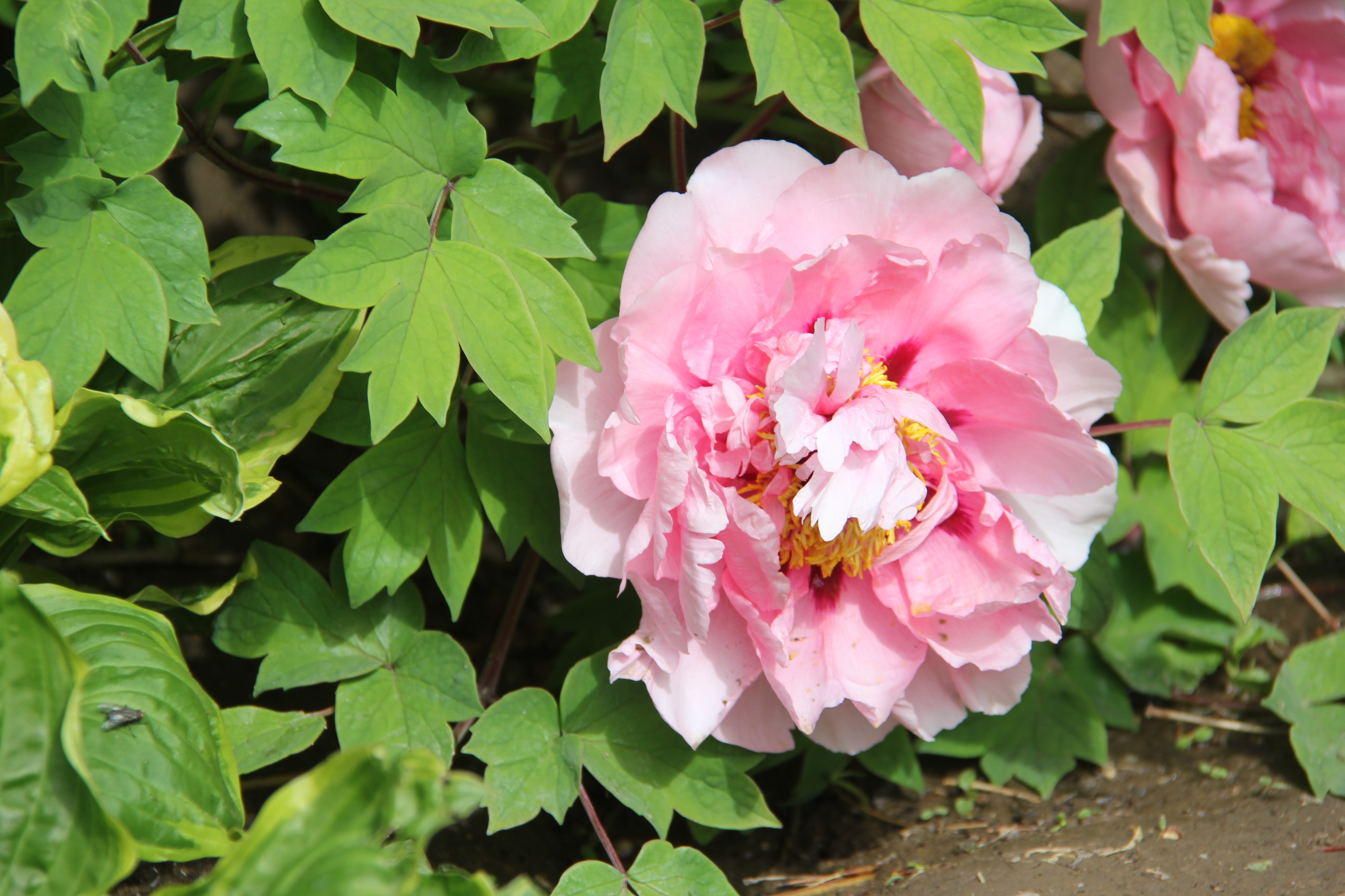 Chunri Xuanwu Art Garden (Photography) Zhang Xingui - iNEWS