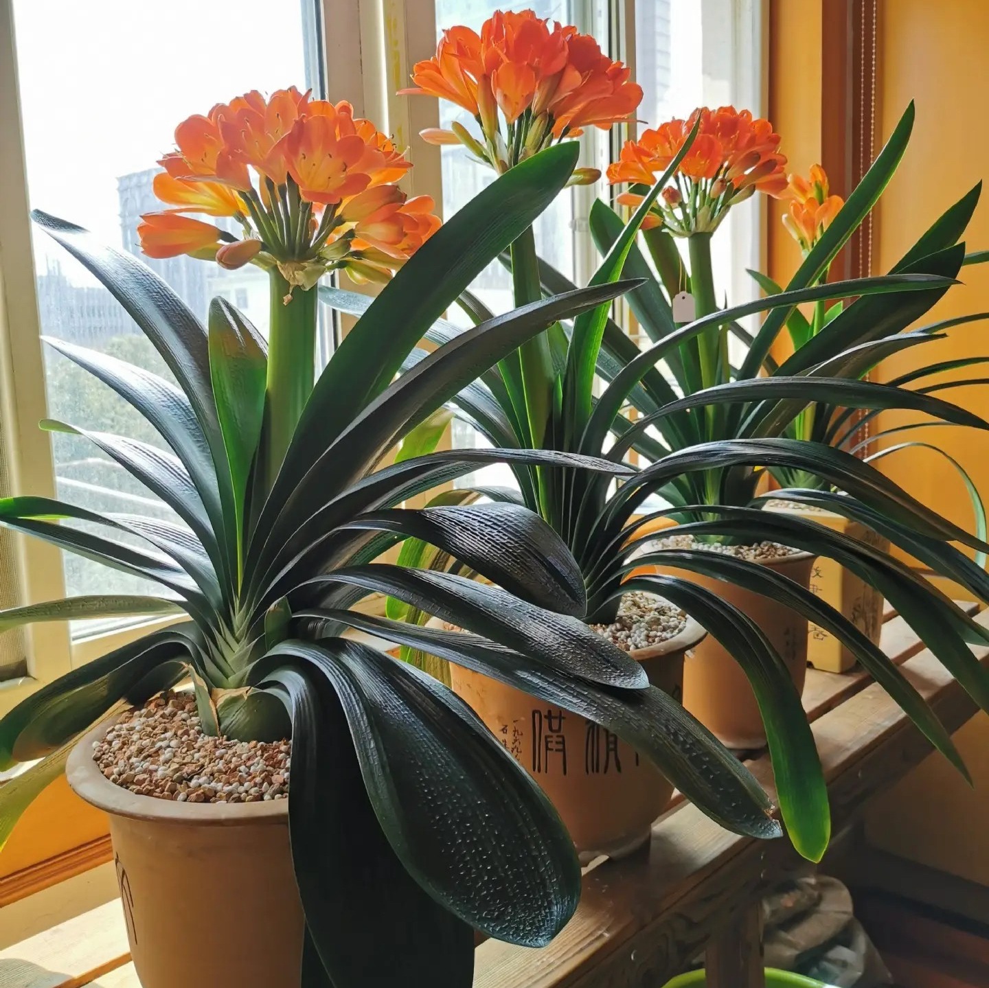 The "three kinds of flowers" that are very shade-tolerant, grow ...