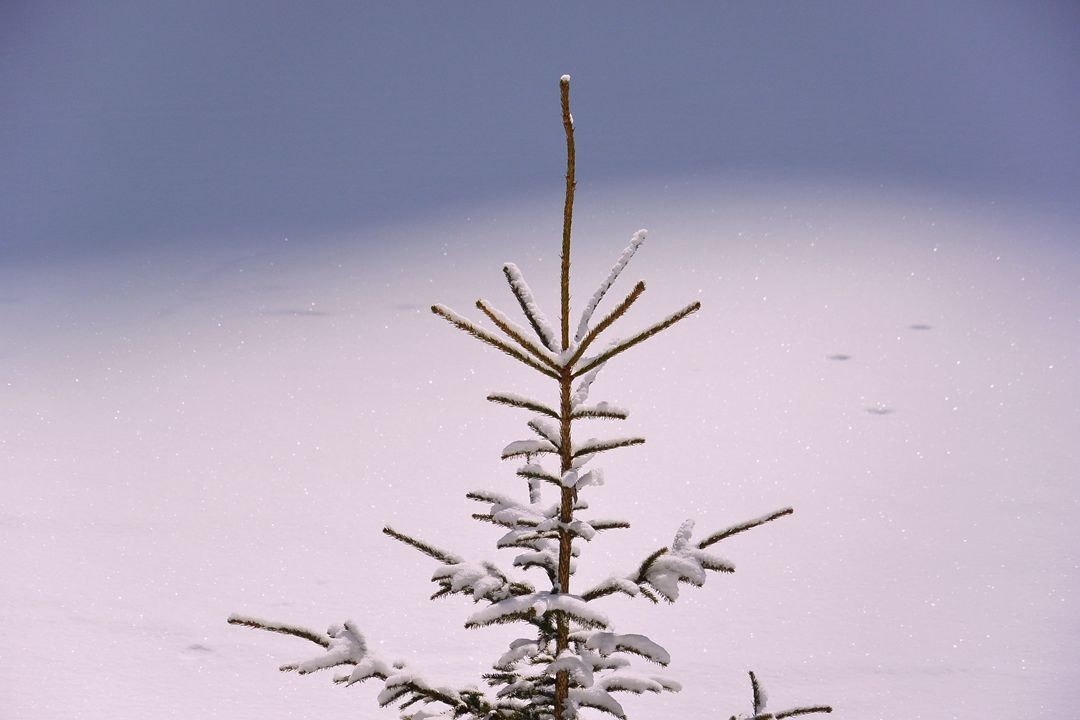 Simple, Aesthetics of Life - iNEWS