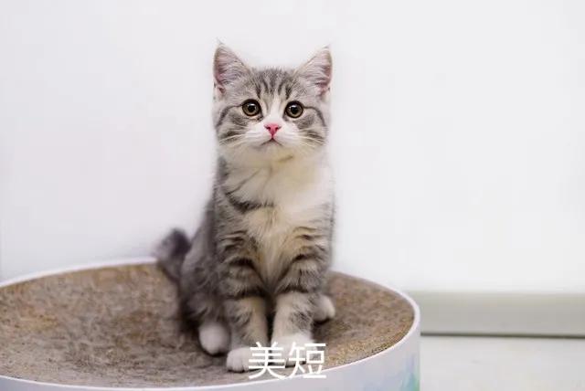 Inventory cat intelligence ranking! See if your cat owner is among them ...