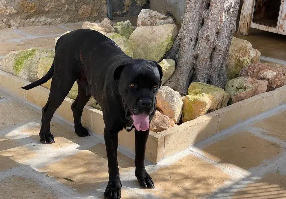 Jin Xing posted a question about the connotation of Dong Mingzhu and ...