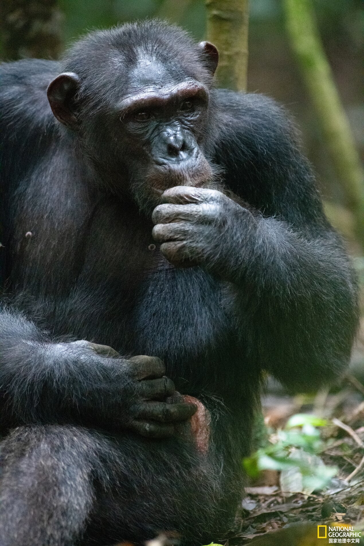 Rare photo of chimpanzee treating wound with insect - iNEWS