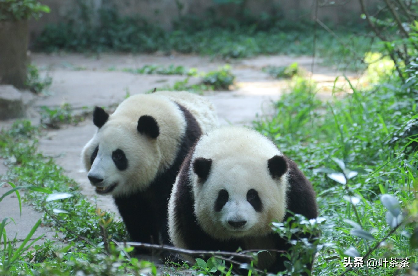 There are so many top-tier pandas, which one is Xiao Zhan's endorsement ...