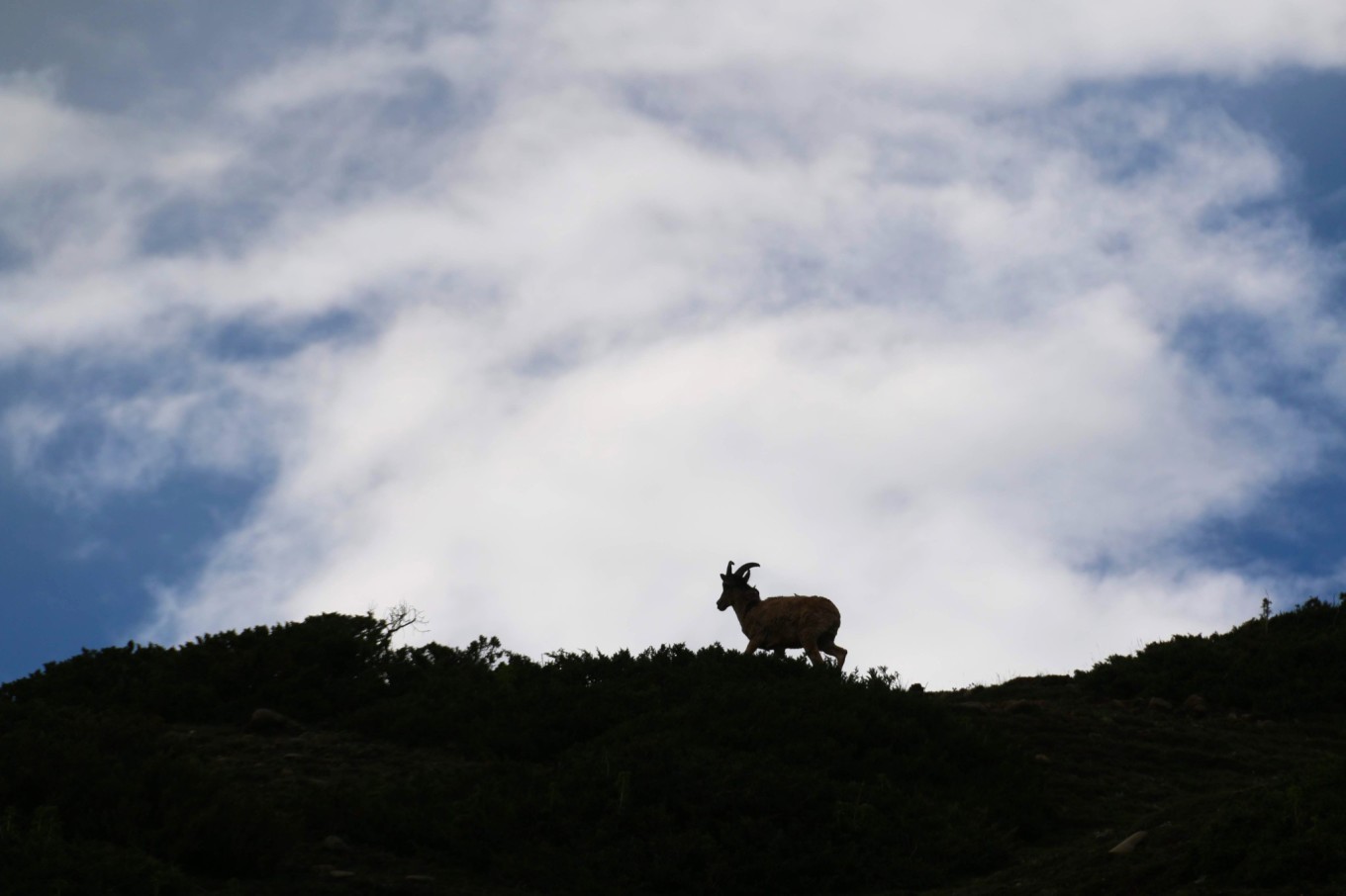 Most Exciting Encounters, Wildest Wildlife (Walk Together) - iNEWS