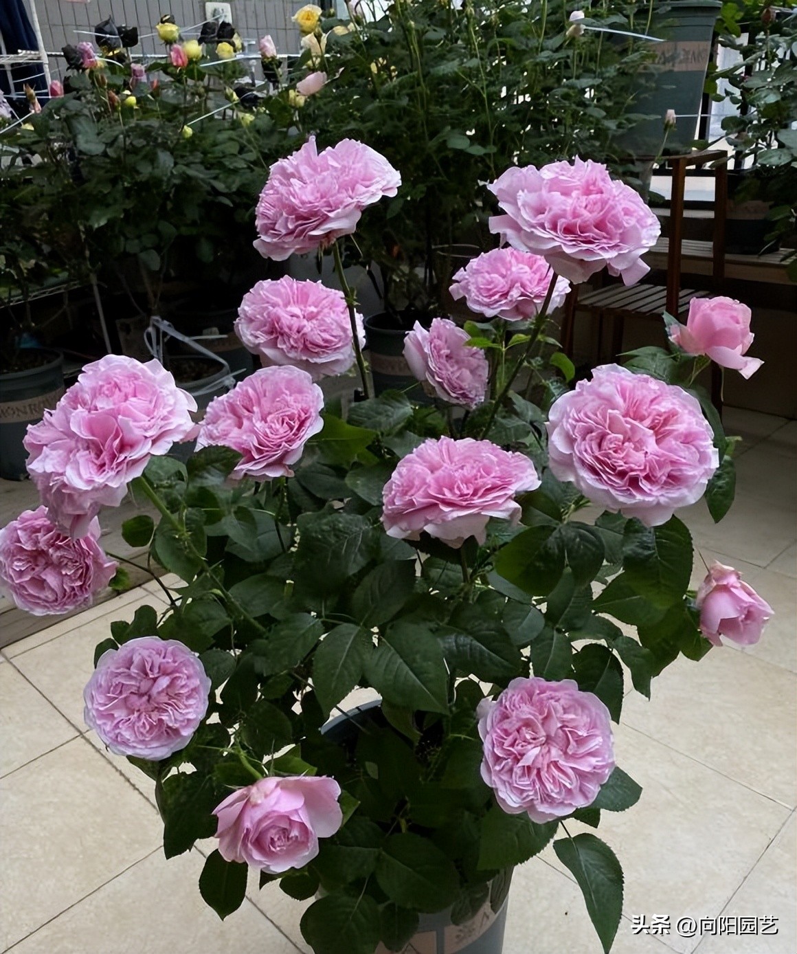 Rose obsessed lovers, raise roses at home, the light is not enough, is ...