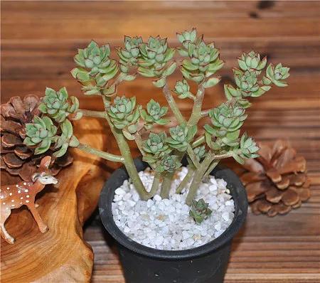 Know a plant every day: meringue duck - iNEWS