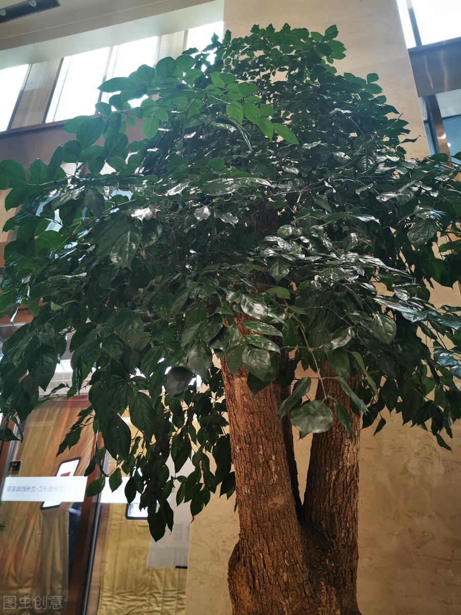 Raise a happy tree like this in winter, without shedding leaves and ...