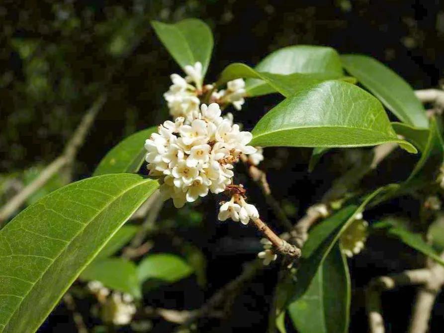 Chinese Osmanthus • Silver Osmanthus - iMedia