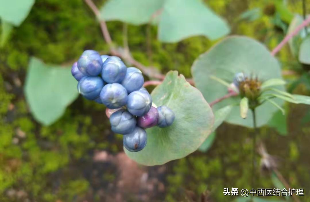 "Expert Science" Herpes Zoster, Just Blindly Herbs - iNEWS