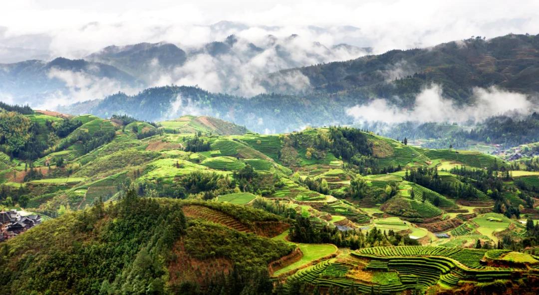 "China's first tea in early spring" Chengdong village "green bank ...