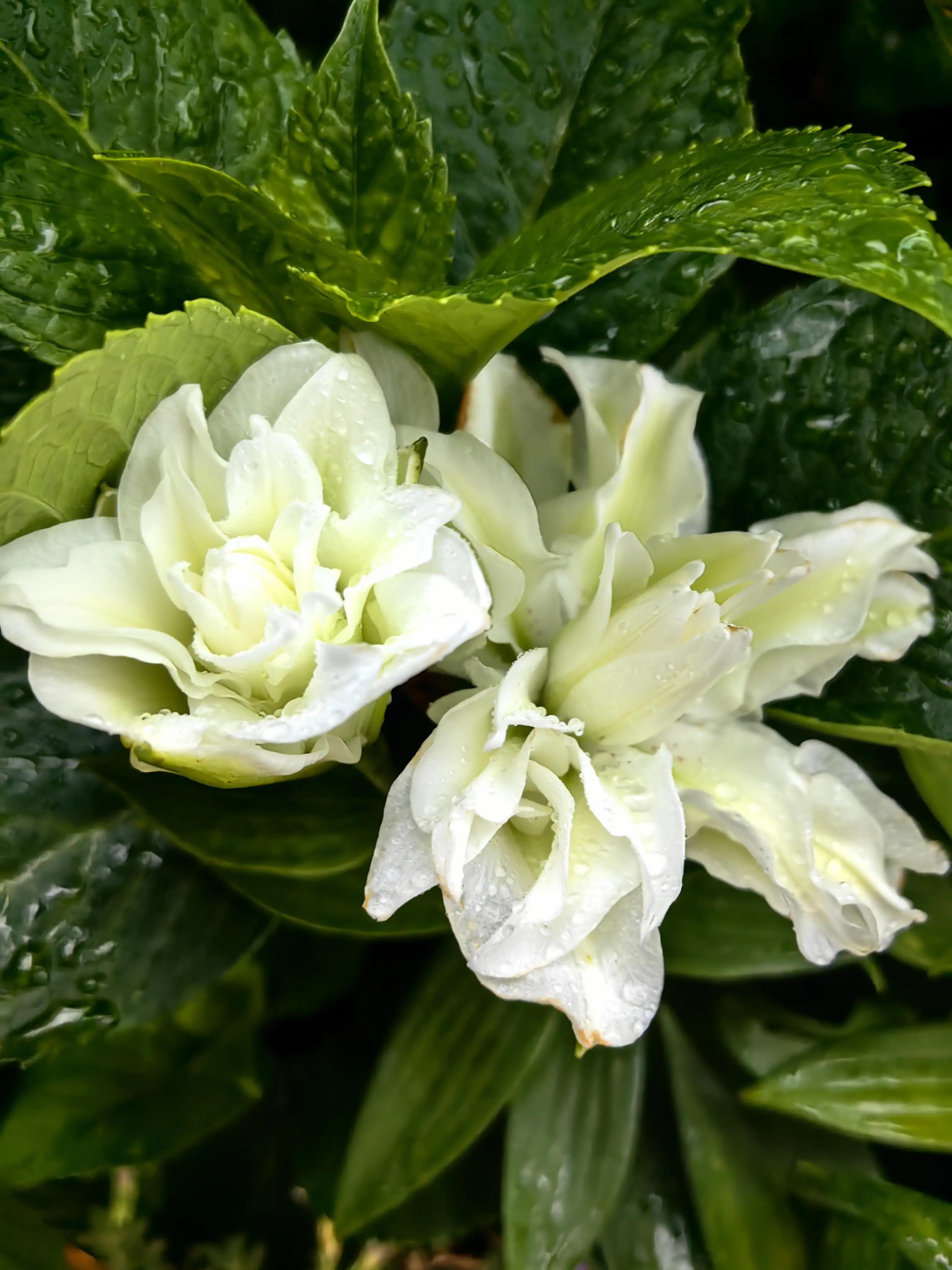 The most beautiful lily in midsummer - snowboard - iMedia