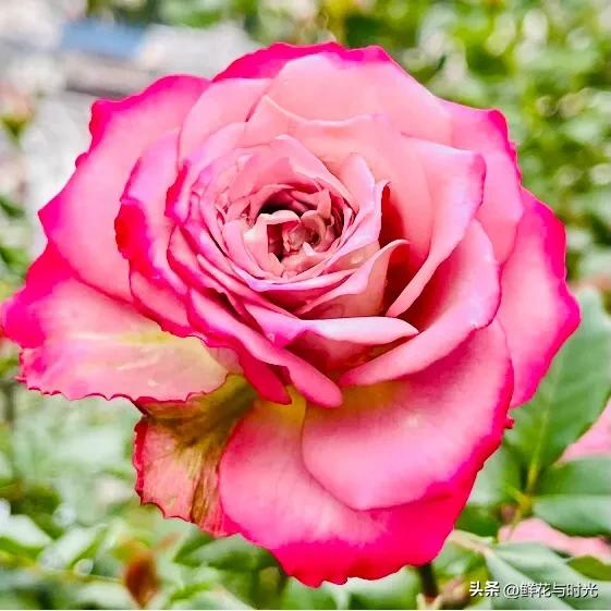 Share the picture - delicate and colorful flowers, beautiful and moving ...