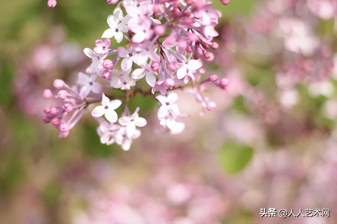 Fifteen selected poems of lilac flowers - iNEWS