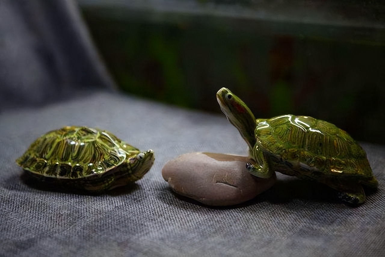 How to deal with tortoise stress?How to reduce turtle stress?Detailed ...