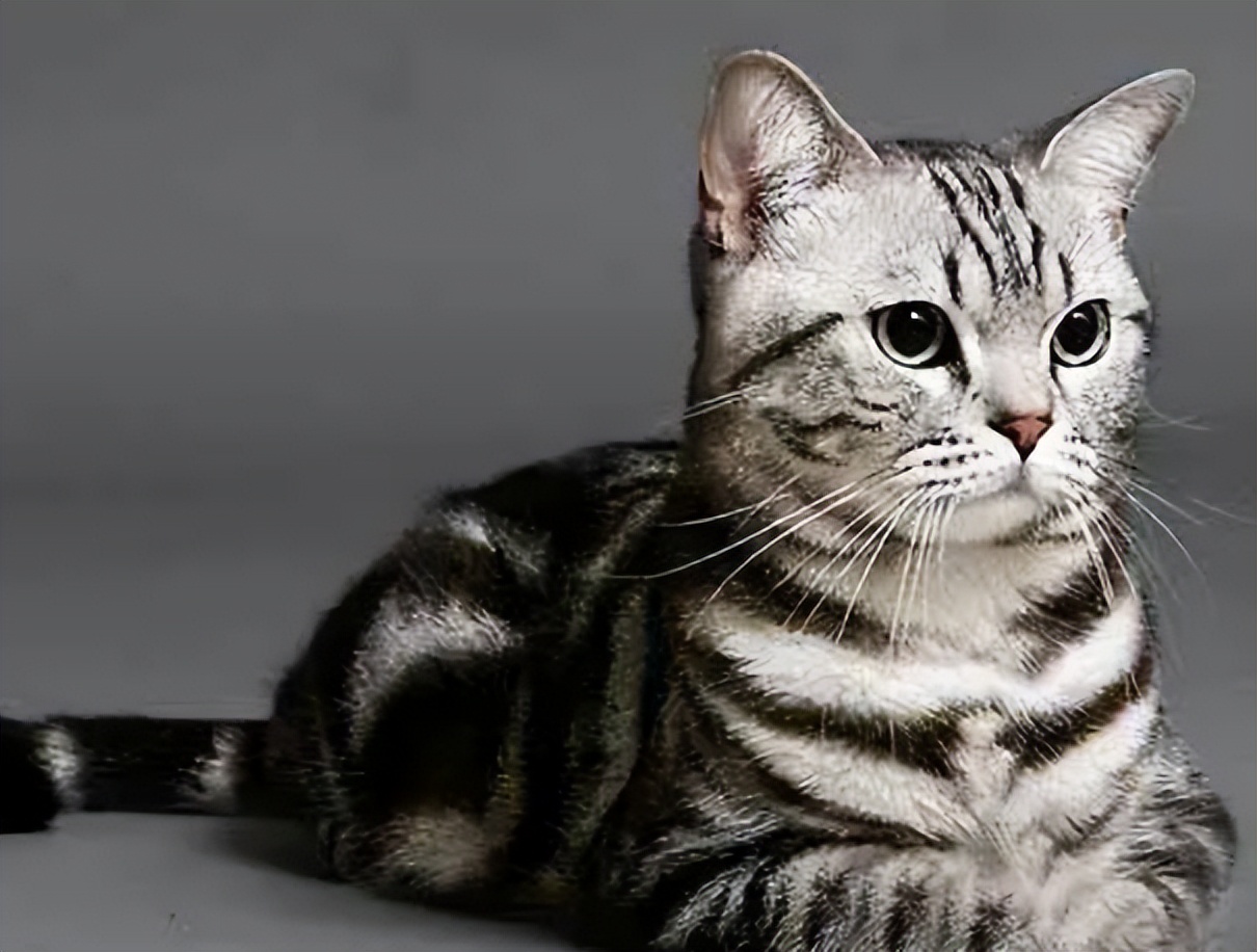 "Common" and "Uncommon" cat breeds, some cats you may not have seen - iNEWS
