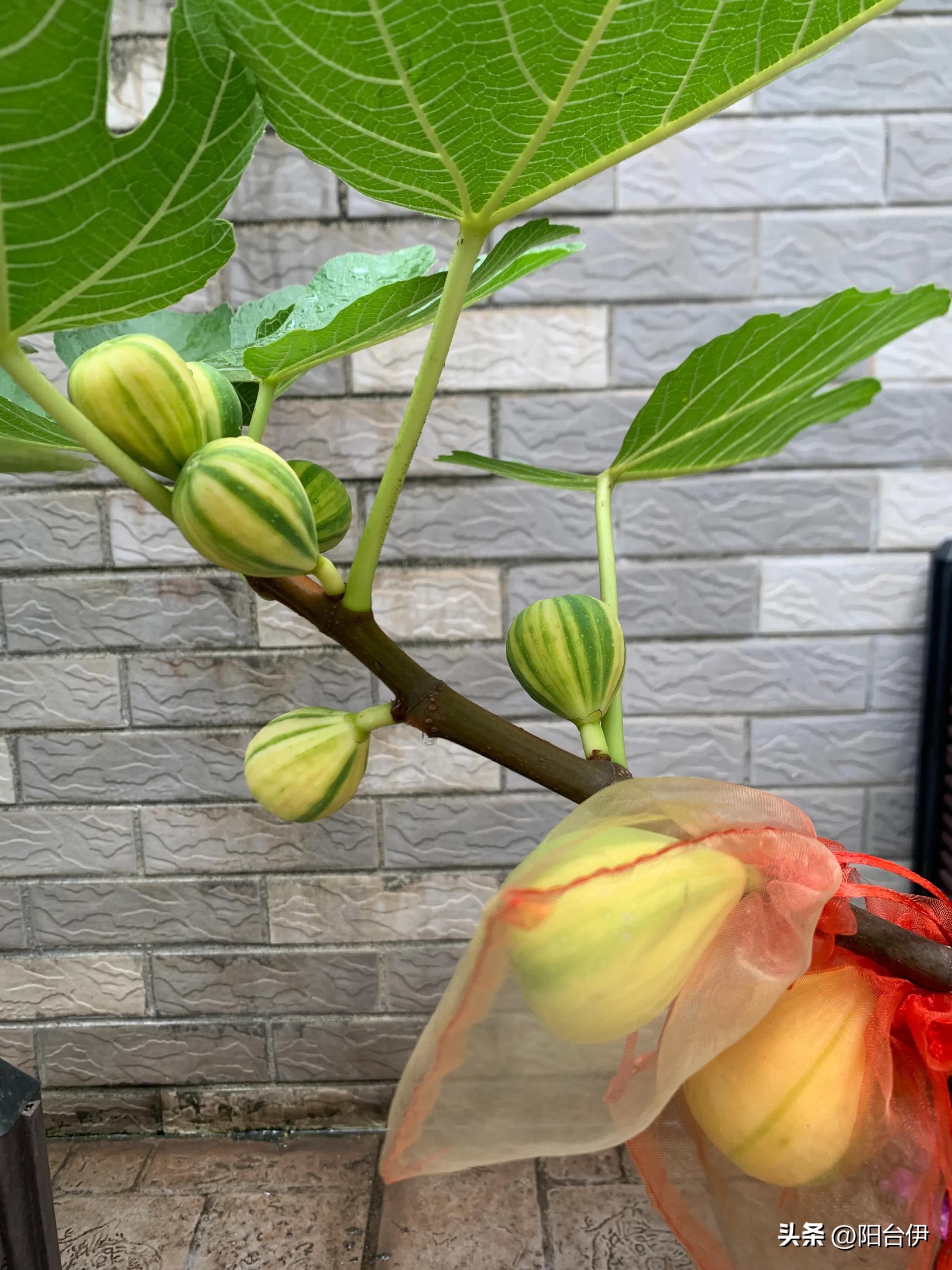 The neglected gold-encrusted jade fig - iNEWS