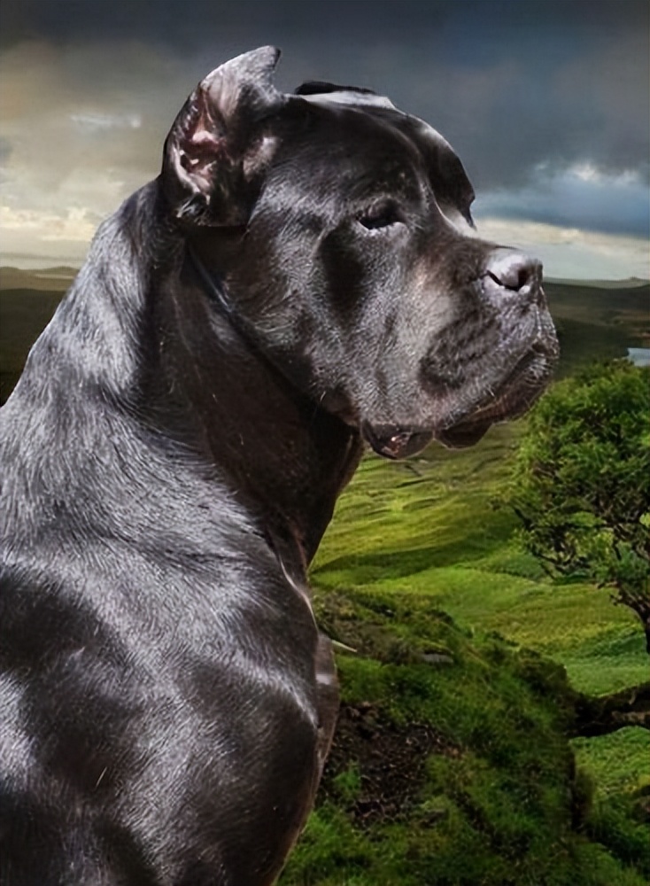 The most "ferocious" dog breed in the world, the legs are weak, and the ...