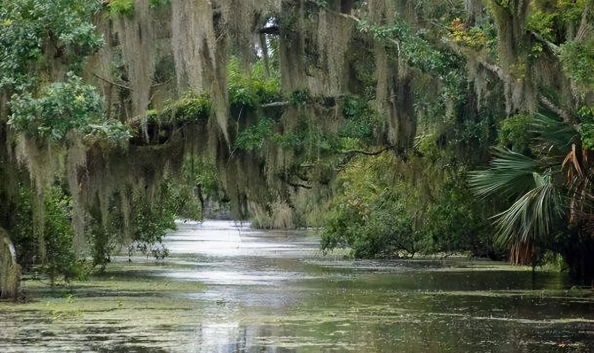 Title: The Mystery of the "Ghost Swamp" - iMedia