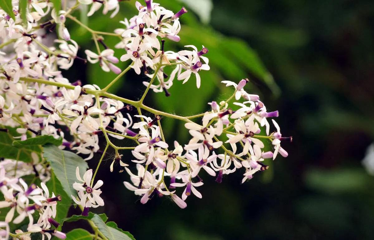 [Hua Xin Poetry Talk] (24) Neem Flower: Thin Red Like Snow Spots ...